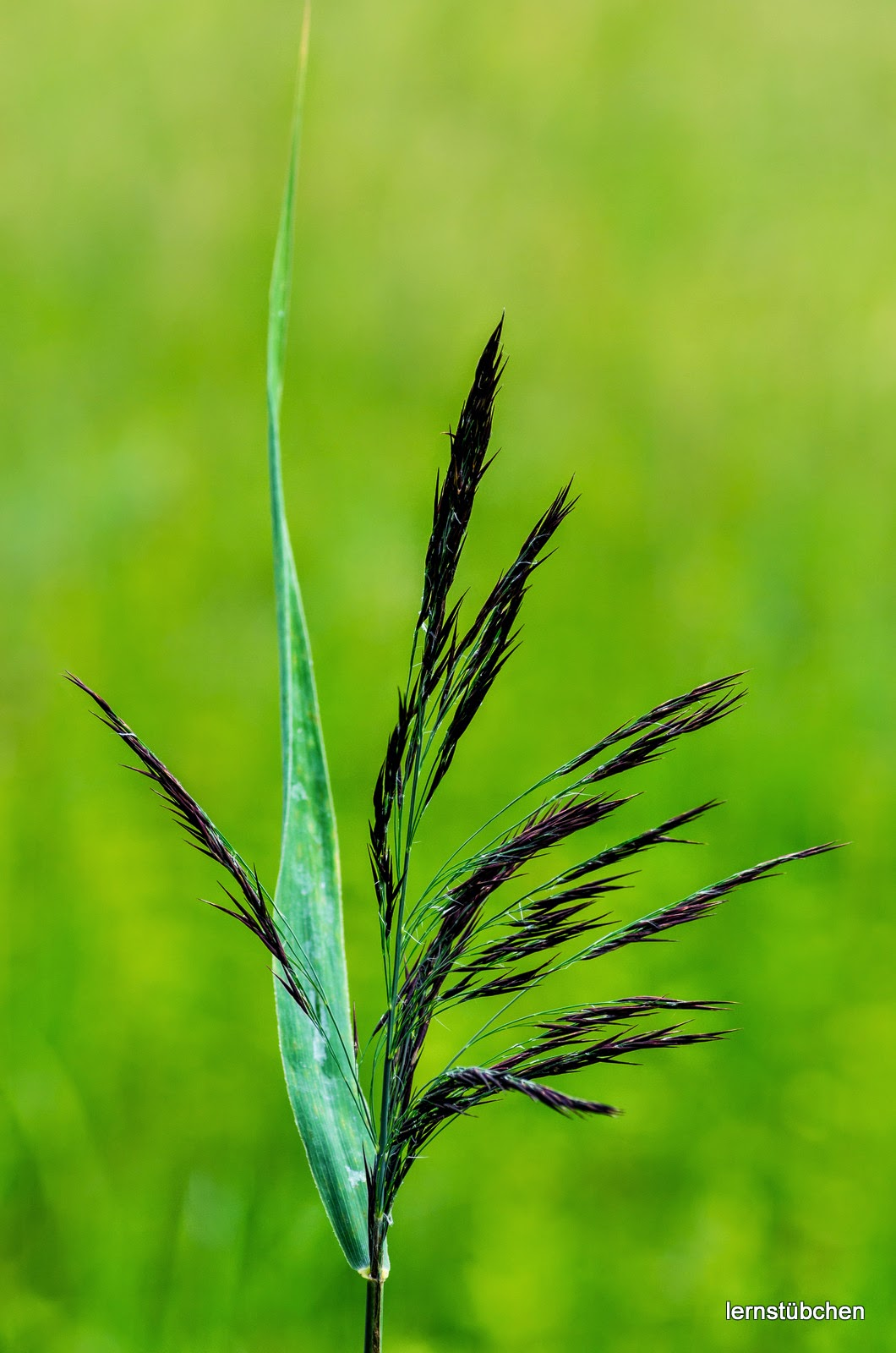 es wird alles wachsen und gedeihen (.pdf) - Lernstübchen